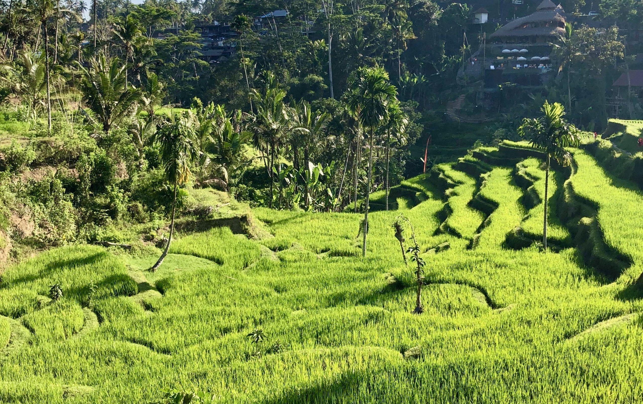 Die 3 schönsten Reisterrassen auf Bali - Traloha