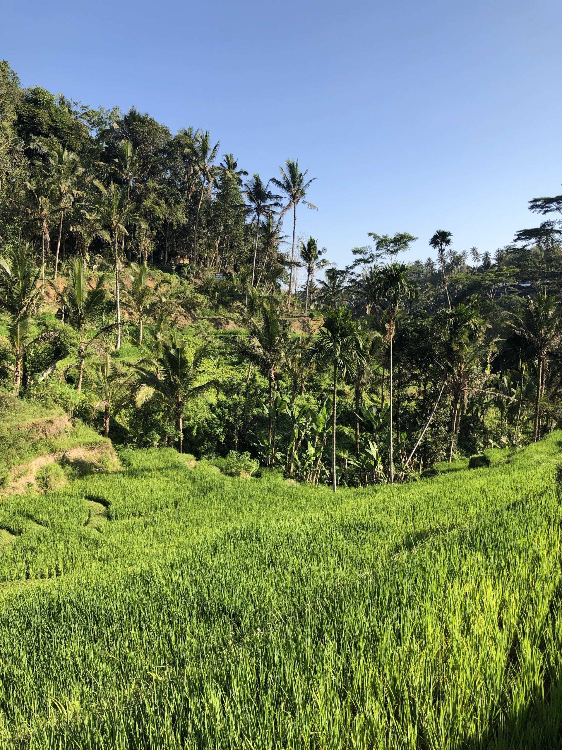 Die 3 schönsten Reisterrassen auf Bali - Traloha